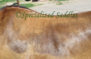 Understanding Your Horse's Sweat Patterns - Specialized Saddles ...